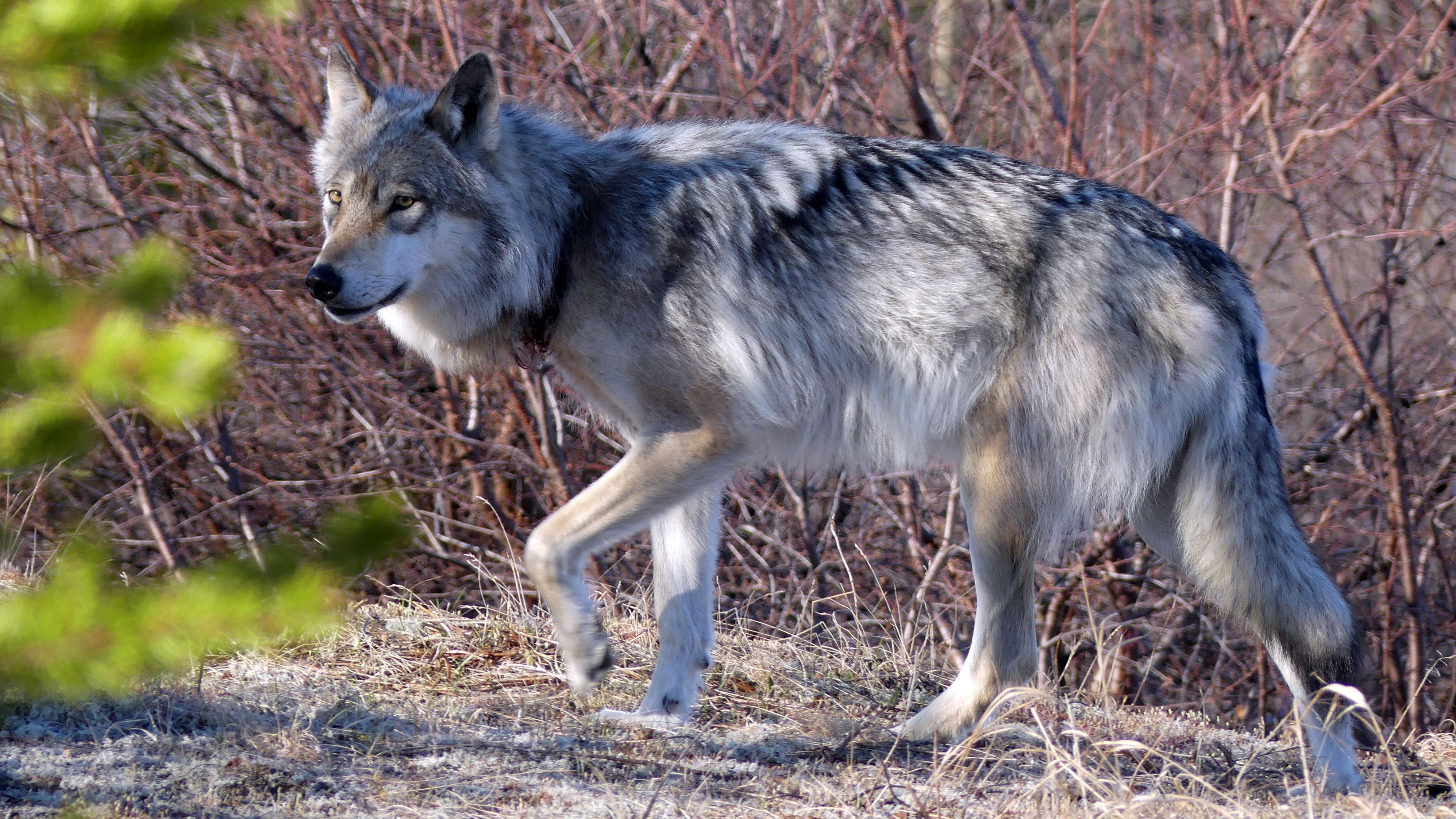 35 Types of Wild Wolves (Pictures And Identification)