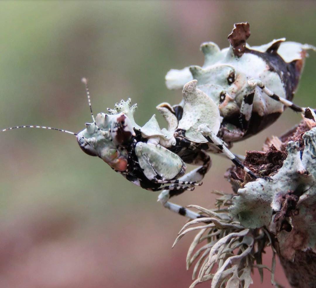 30 Types of Mantis (Pictures And Identification)