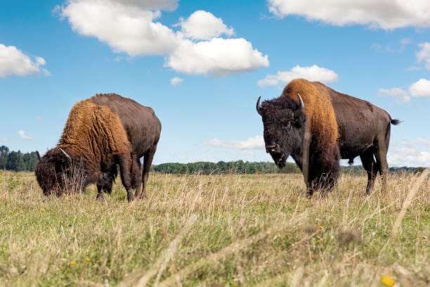 10 Types of Bison (Pictures And Identification)
