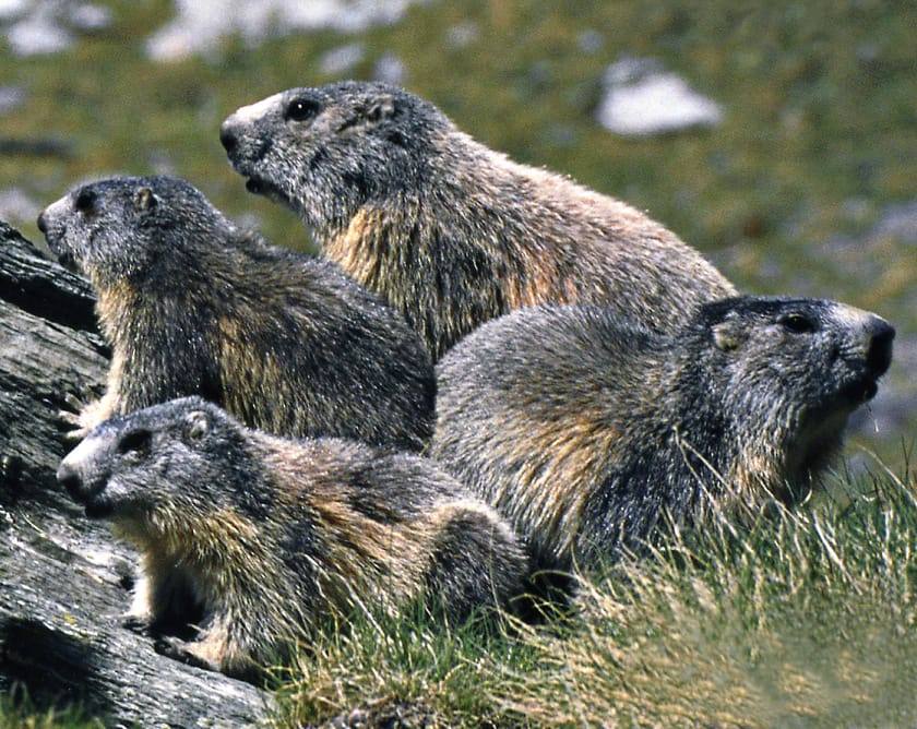 50 Types of Wild Rodents (Pictures And Identification)