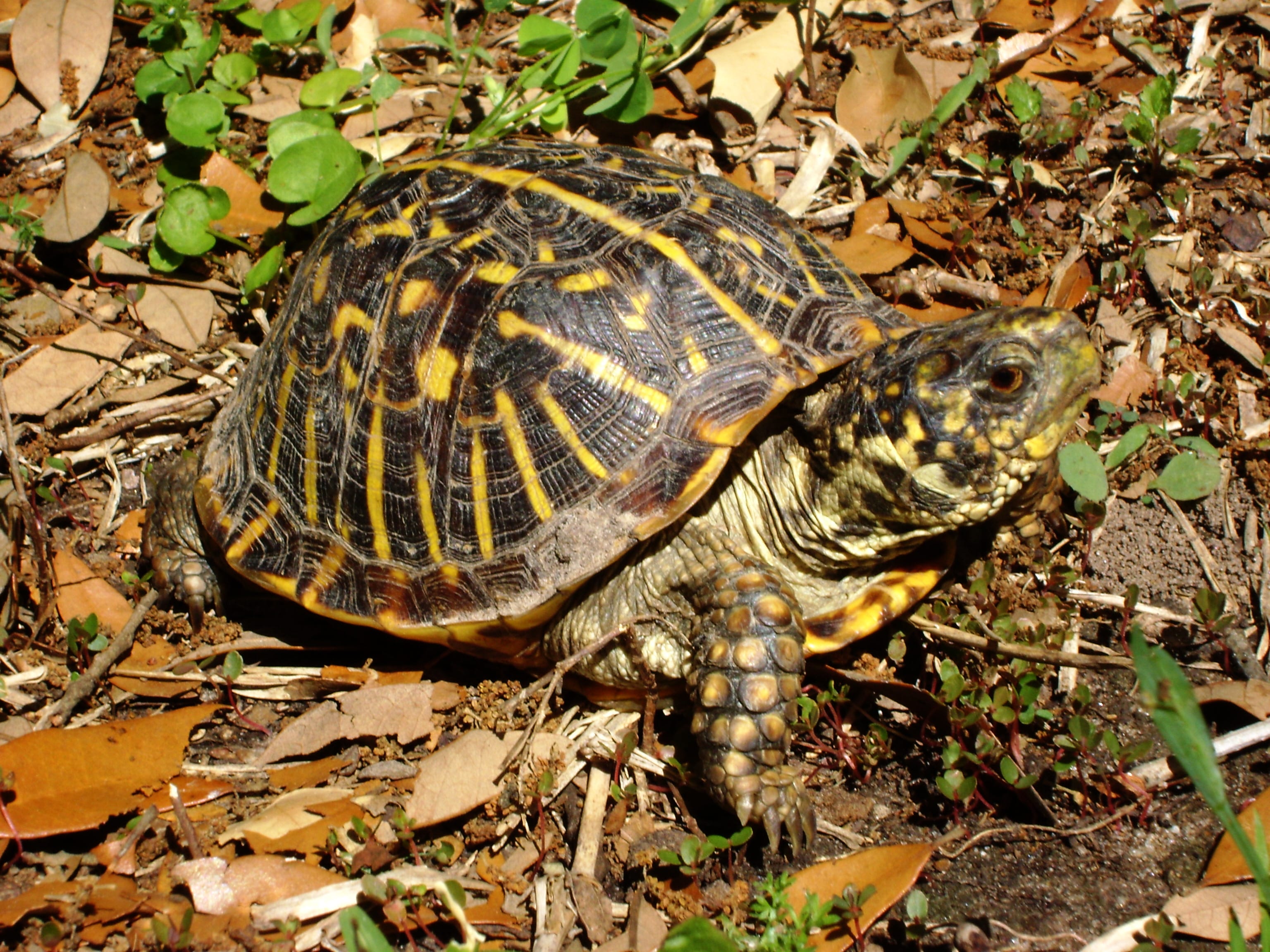 40 Types of Wild Turtles (Pictures And Identification)