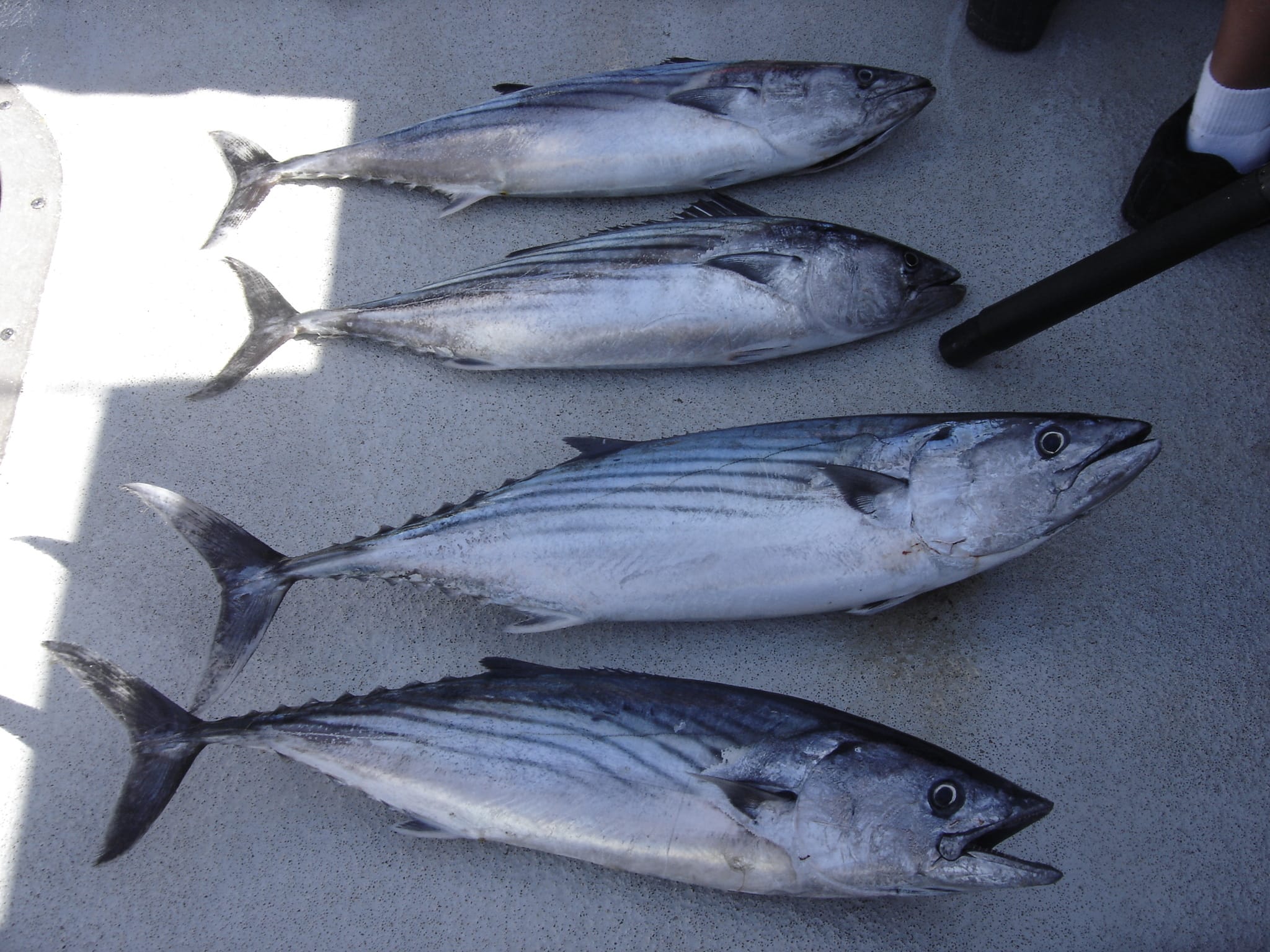 25 Types of Tuna (Pictures And Identification)