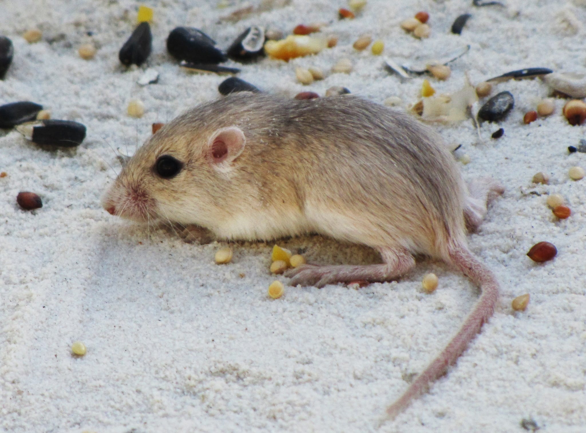 50 Types of Wild Rodents (Pictures And Identification)