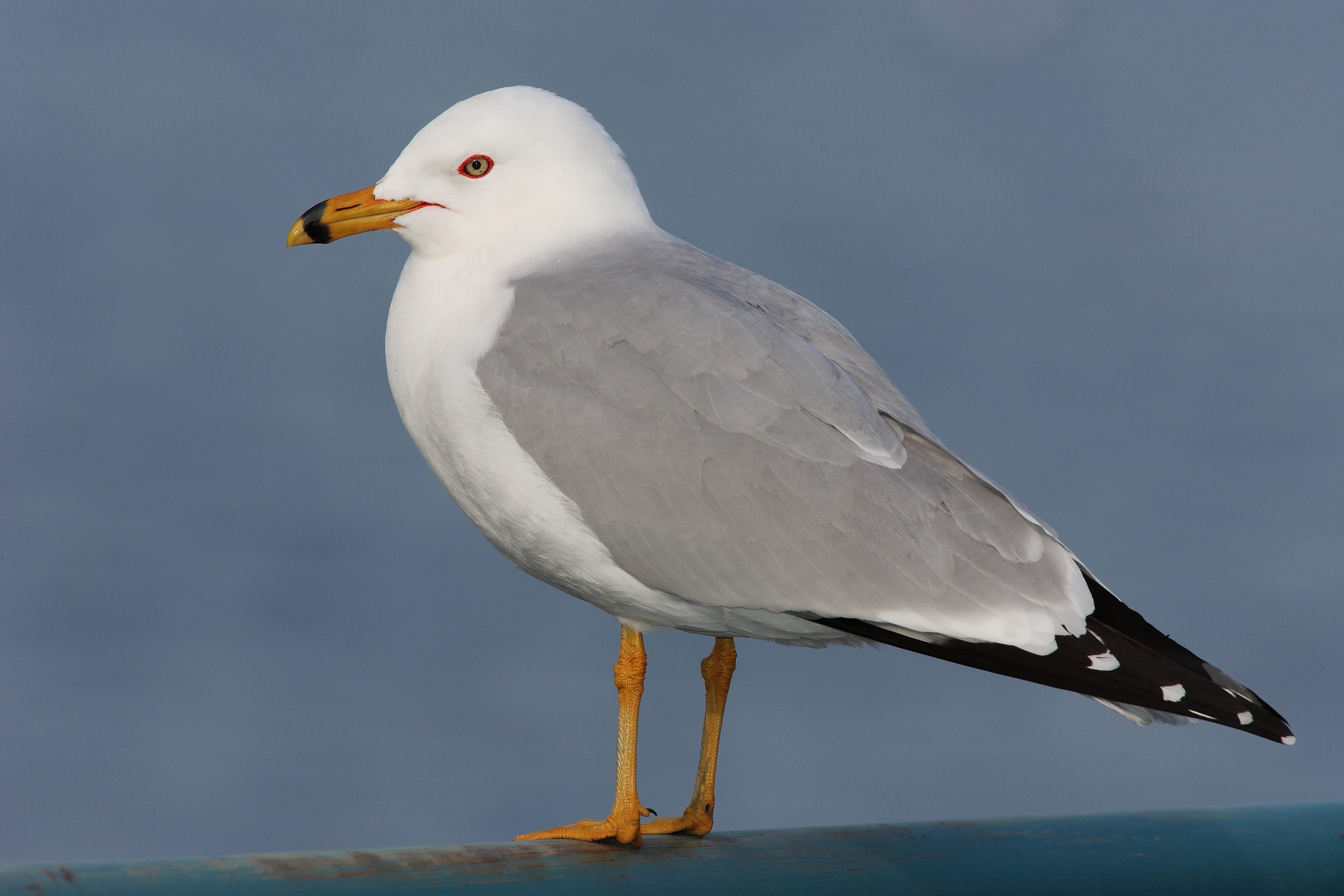35 Types of Seagulls (Pictures And Identification)
