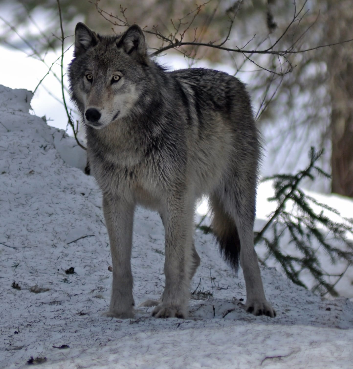 35 Types of Wild Wolves (Pictures And Identification)