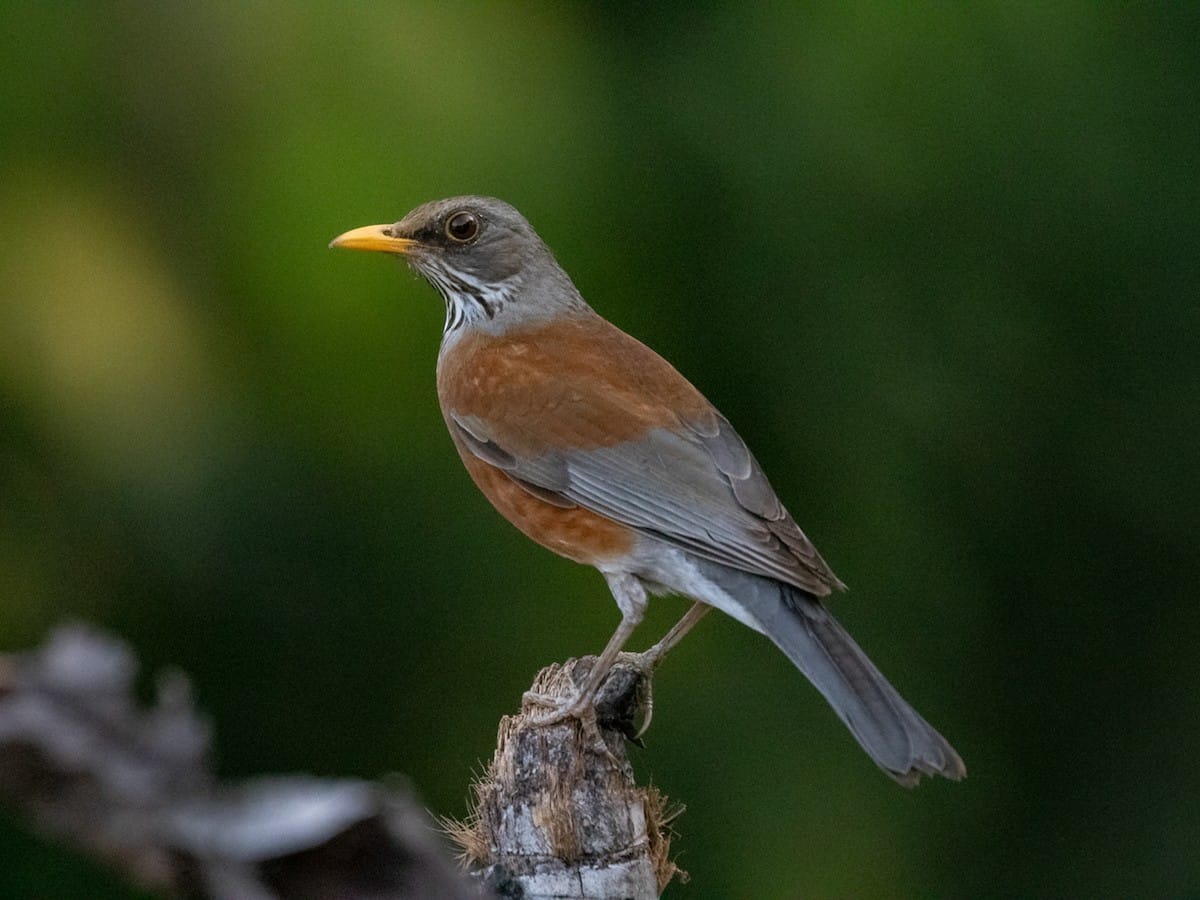 45 Types of Robins (Pictures And Identification)