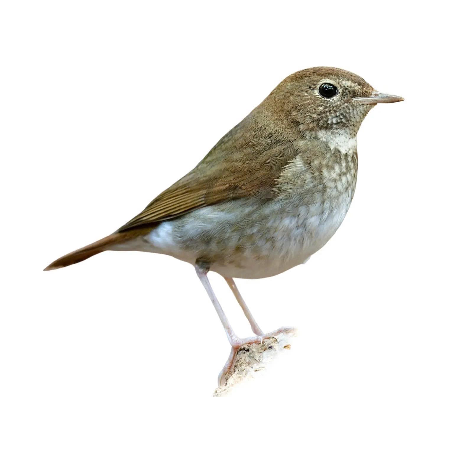45 Types of Robins (Pictures And Identification)