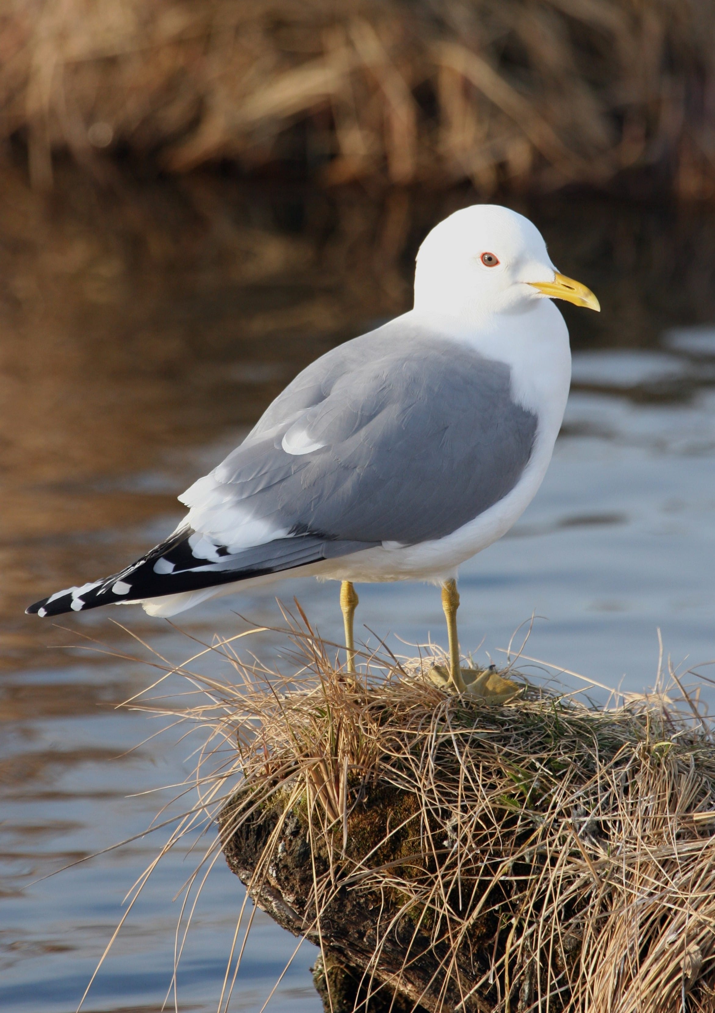 35 Types of Seagulls (Pictures And Identification)