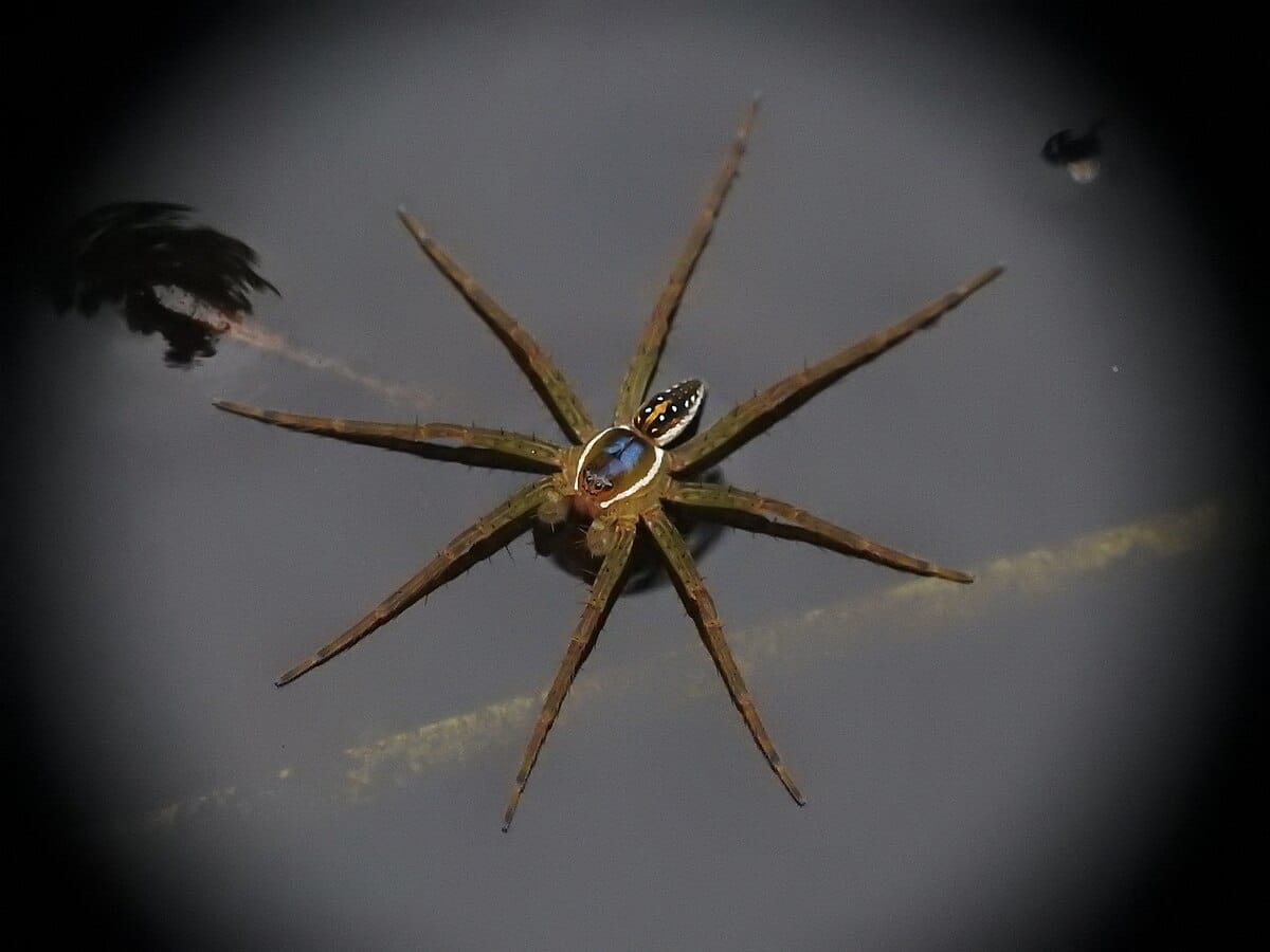 75 Types of Spiders in Florida (Pictures And Identification)