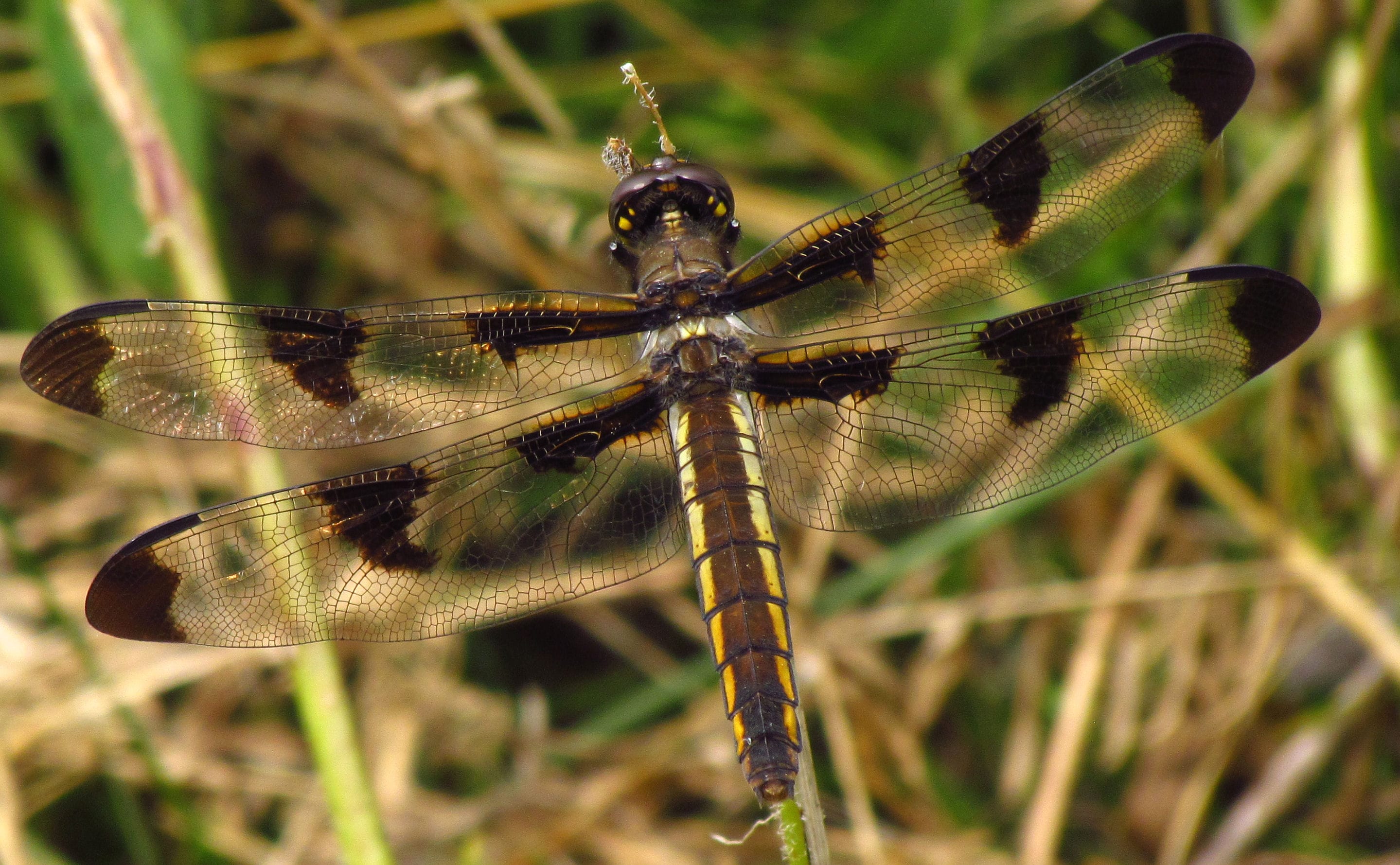 35 Types of Dragonflies (Pictures And Identification)