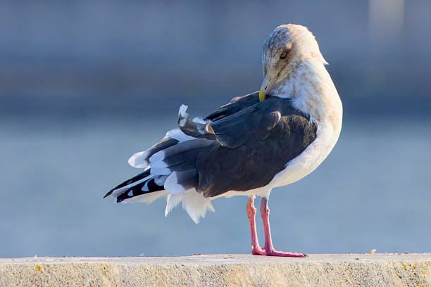 35 Types of Seagulls (Pictures And Identification)
