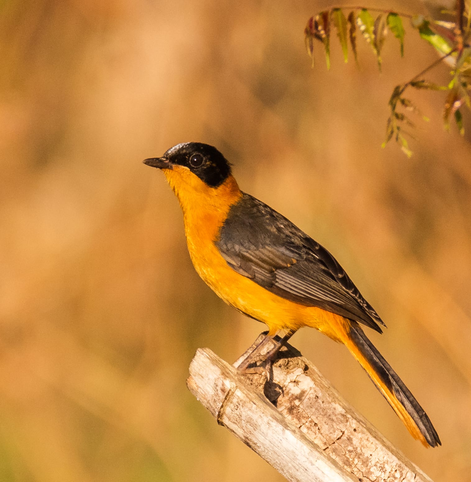 45 Types of Robins (Pictures And Identification)
