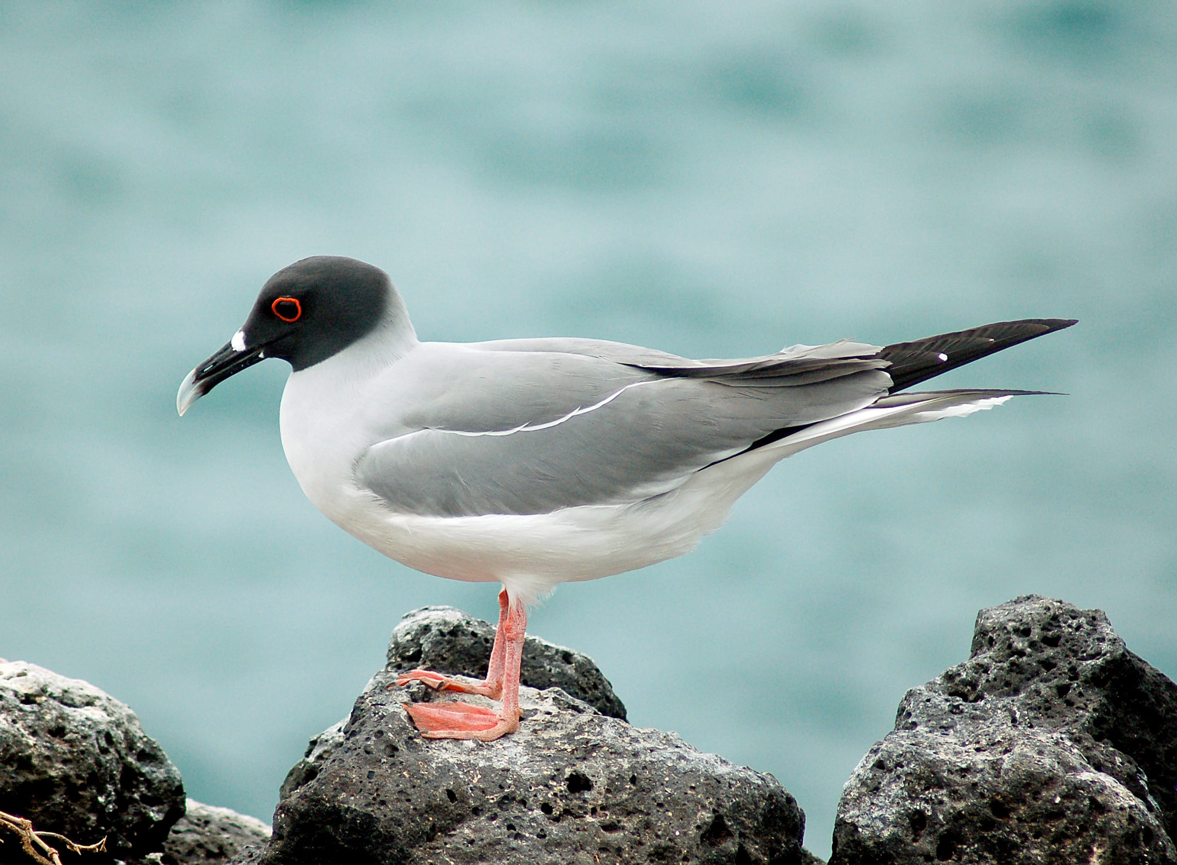 35 Types of Seagulls (Pictures And Identification)