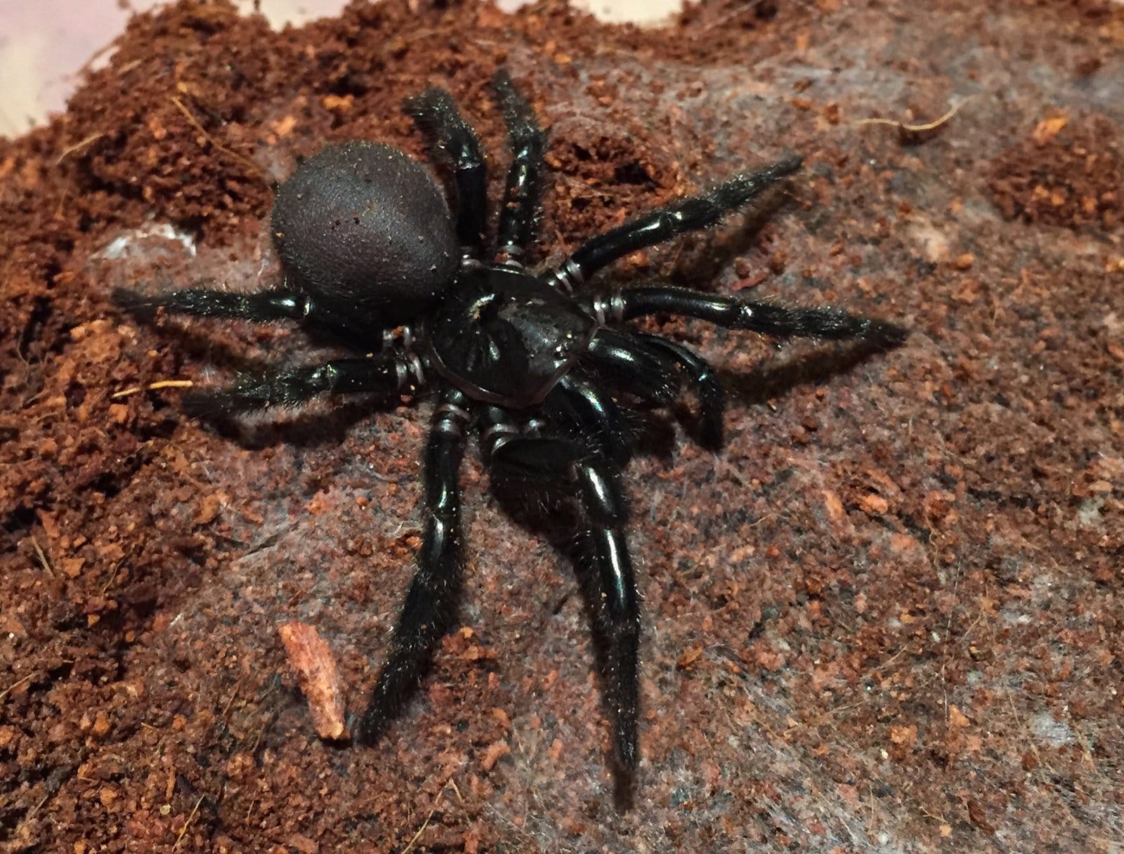 35 Types of Spiders in Australia (Pictures And Identification)
