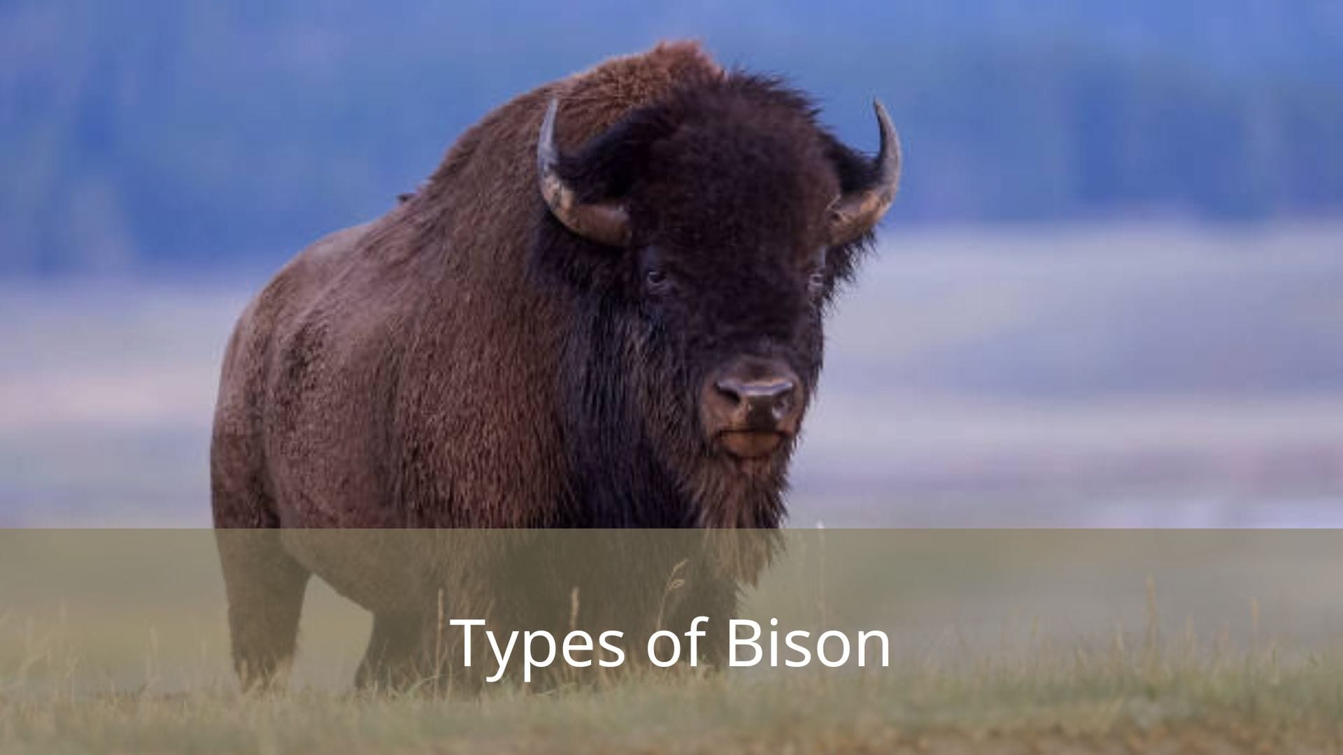 29 Types of Pythons (Pictures and Identification)