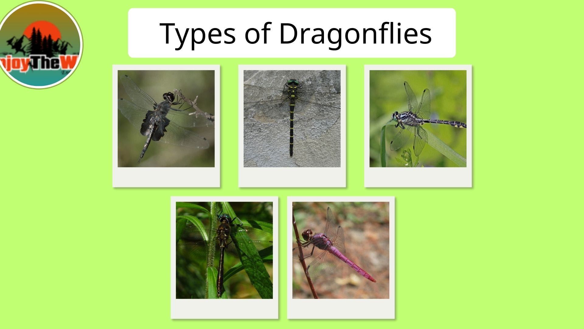 40 Types of Oysters (Pictures And Identification)