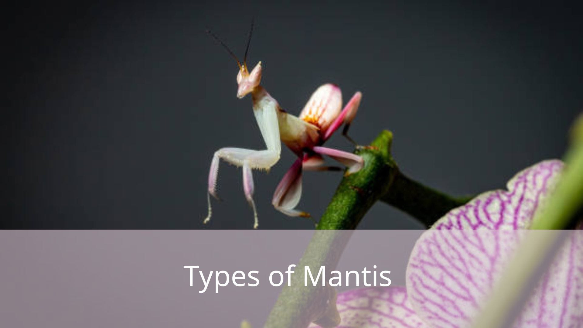 30 Types of Wild Dogs (Pictures And Identification) - December.2025