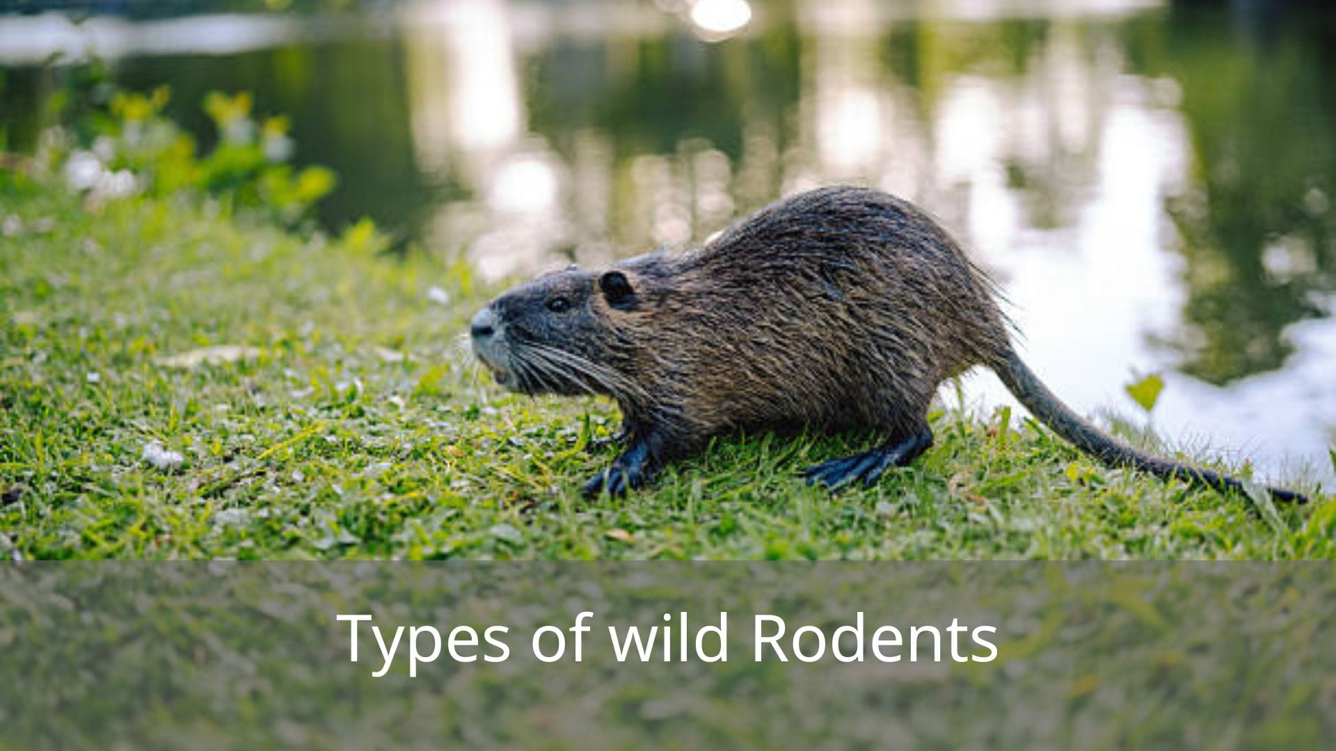 27 Types of Wild Rabbits (Identification Guide, With Pictures)