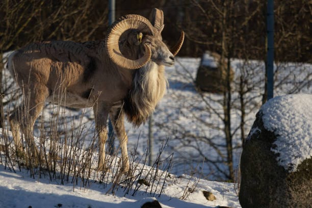 8 Types of Wild Sheep (Pictures And Identification)