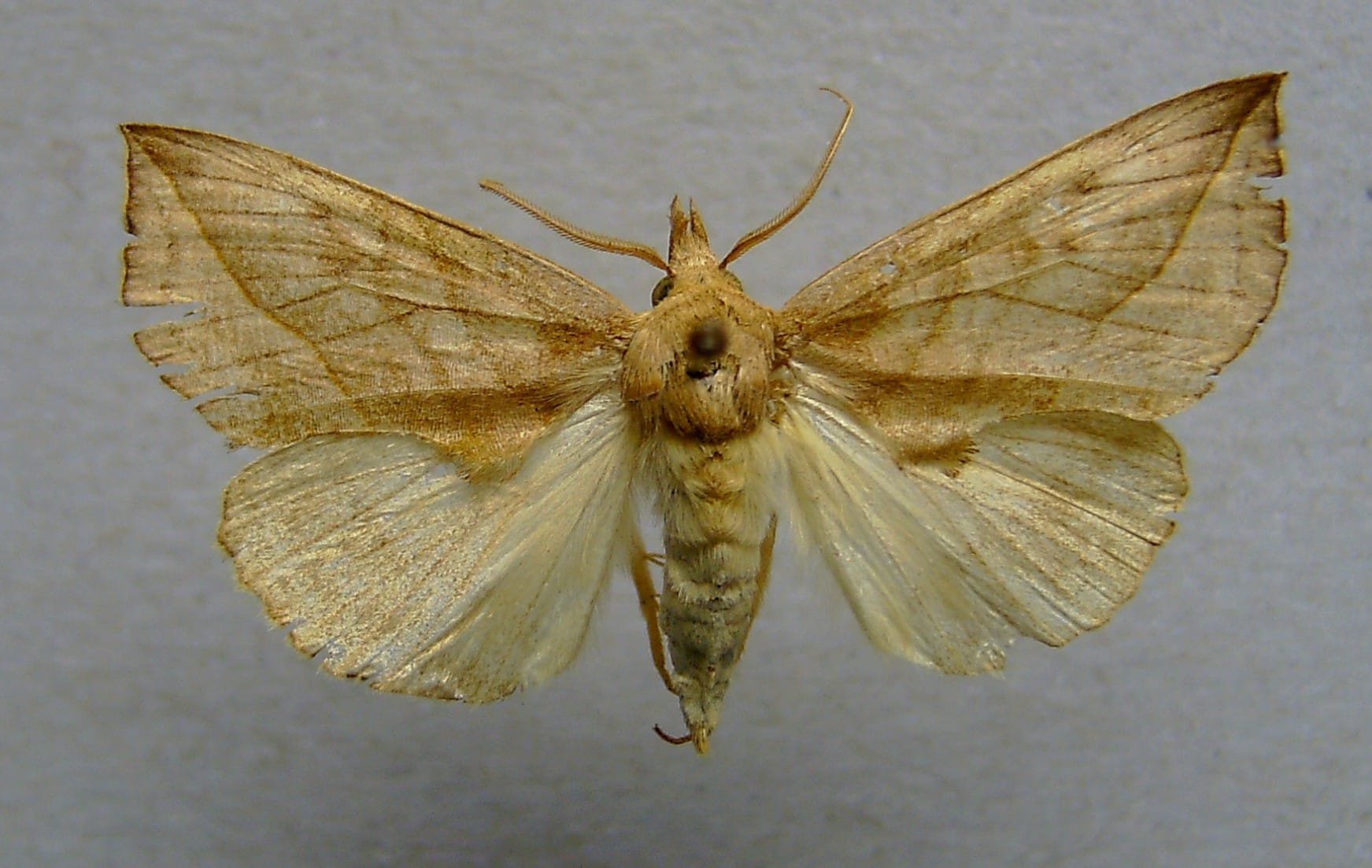 45 Types of Moths (Pictures And Identification)