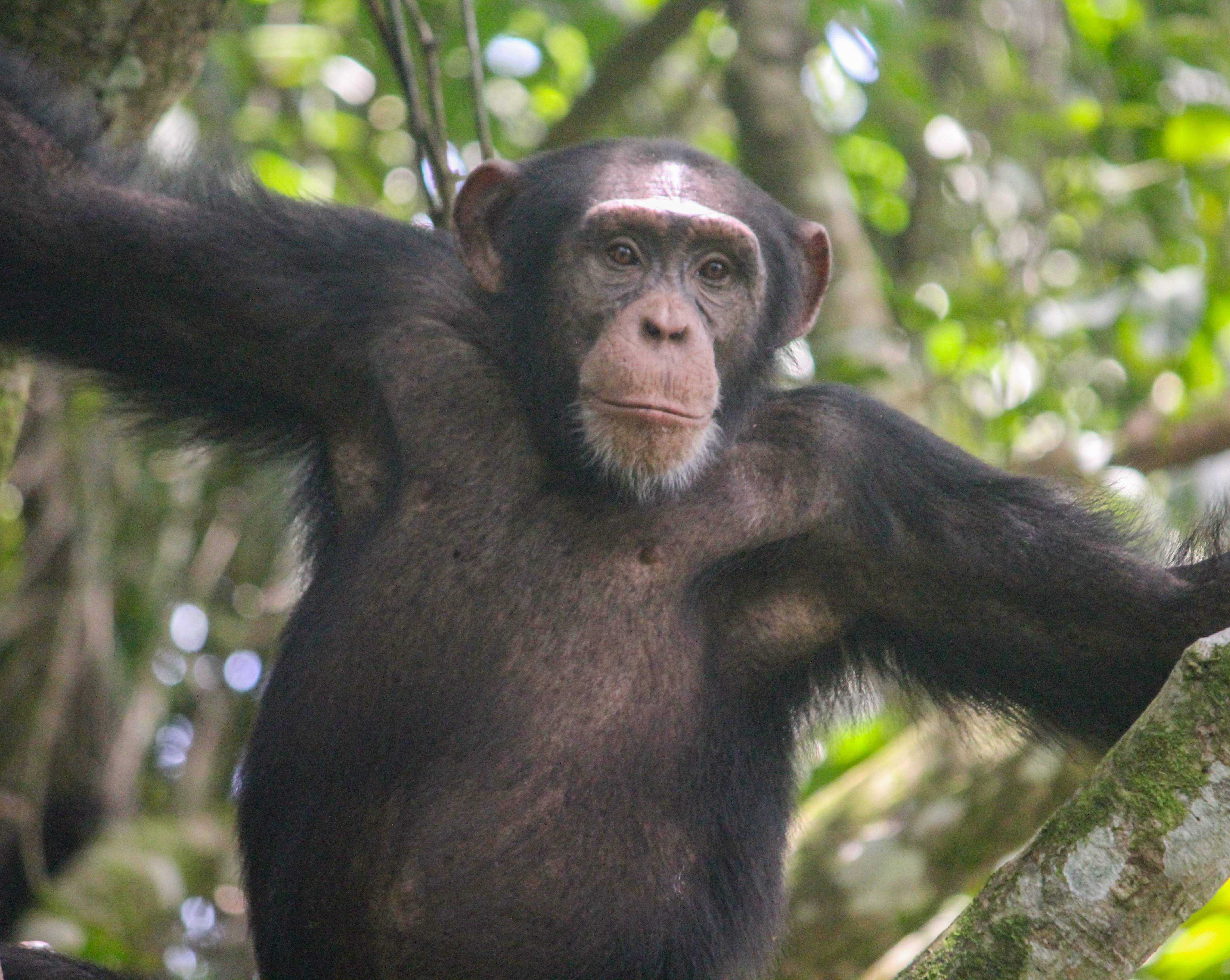 30 Types of Apes (Pictures And Identification)