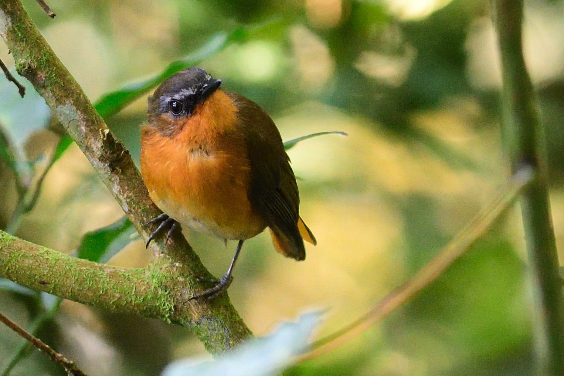 45 Types of Robins (Pictures And Identification)