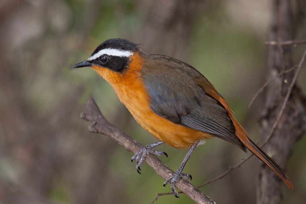 45 Types of Robins (Pictures And Identification)