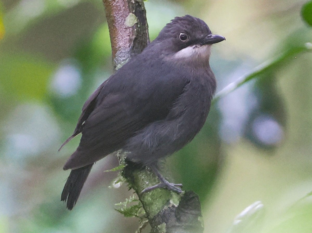 45 Types of Robins (Pictures And Identification)