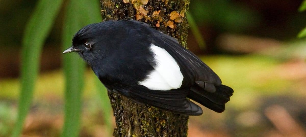 45 Types of Robins (Pictures And Identification)