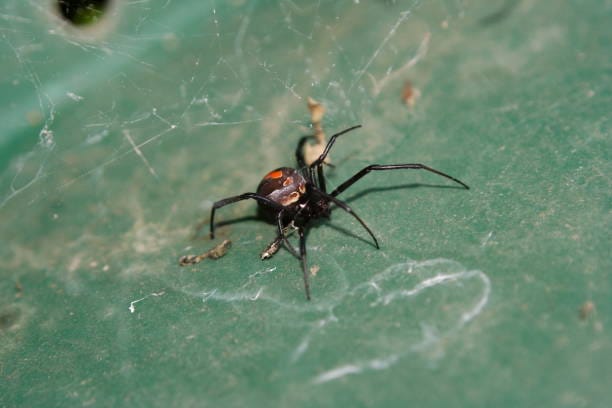 75 Types of Spiders in Florida (Pictures And Identification)