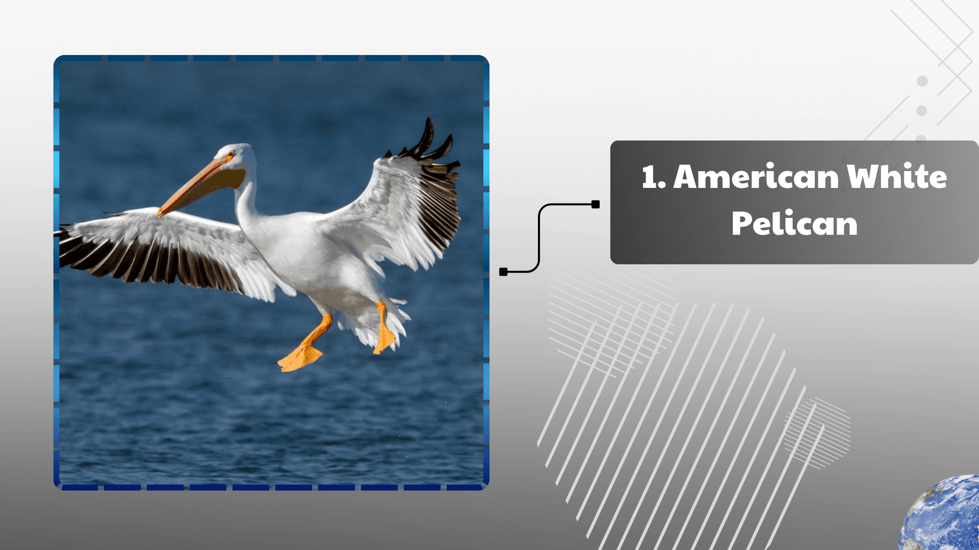 15 Types of Pelican (Pictures, Habitat & Identification Guide)
