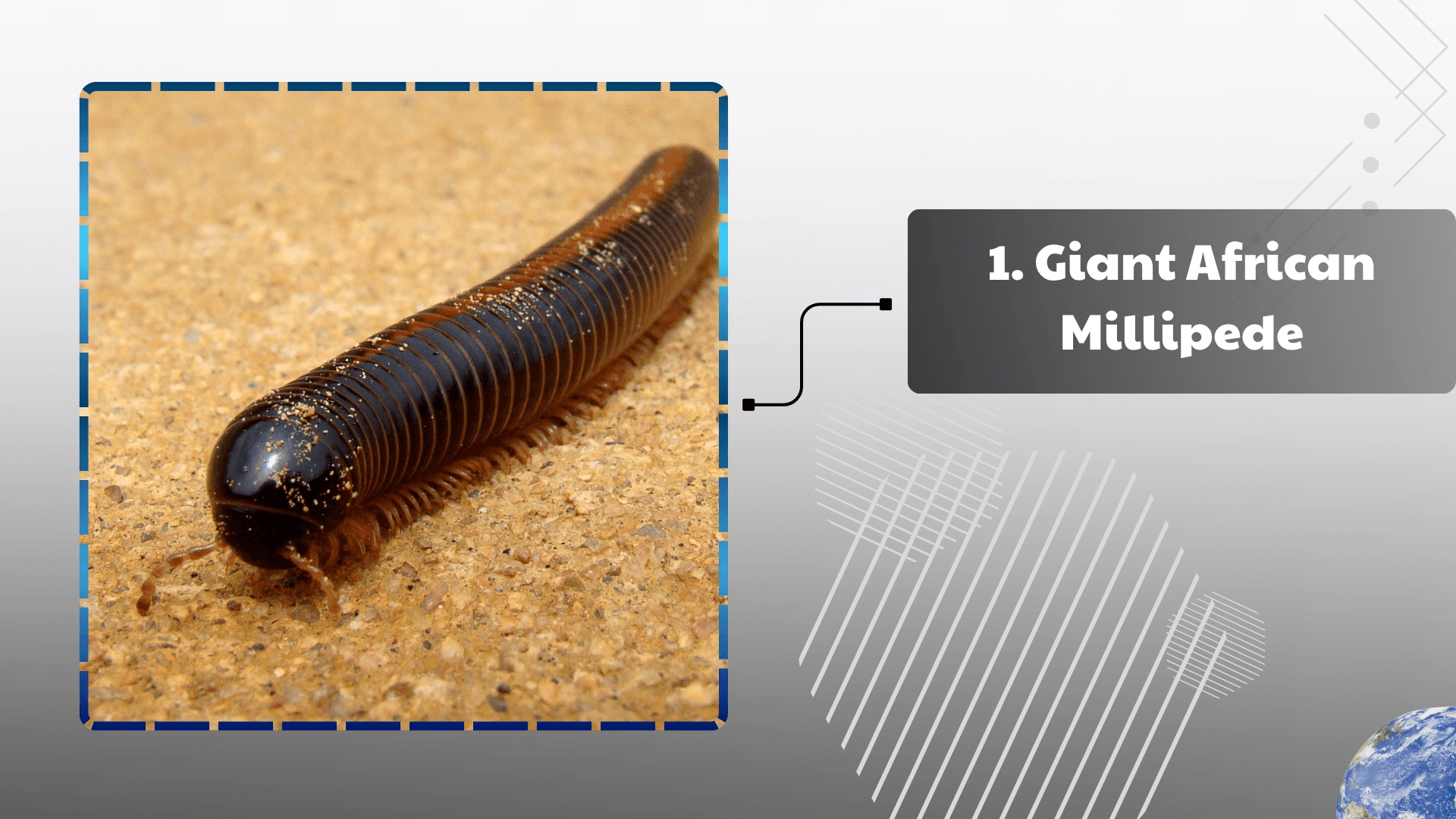 15 Types of Millipede (Complete Identification Guide with Facts ...