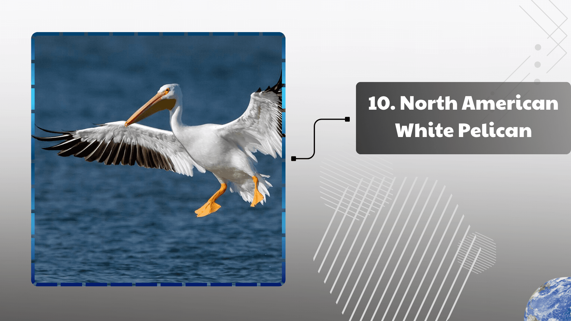 15 Types of Pelican (Pictures, Habitat & Identification Guide)