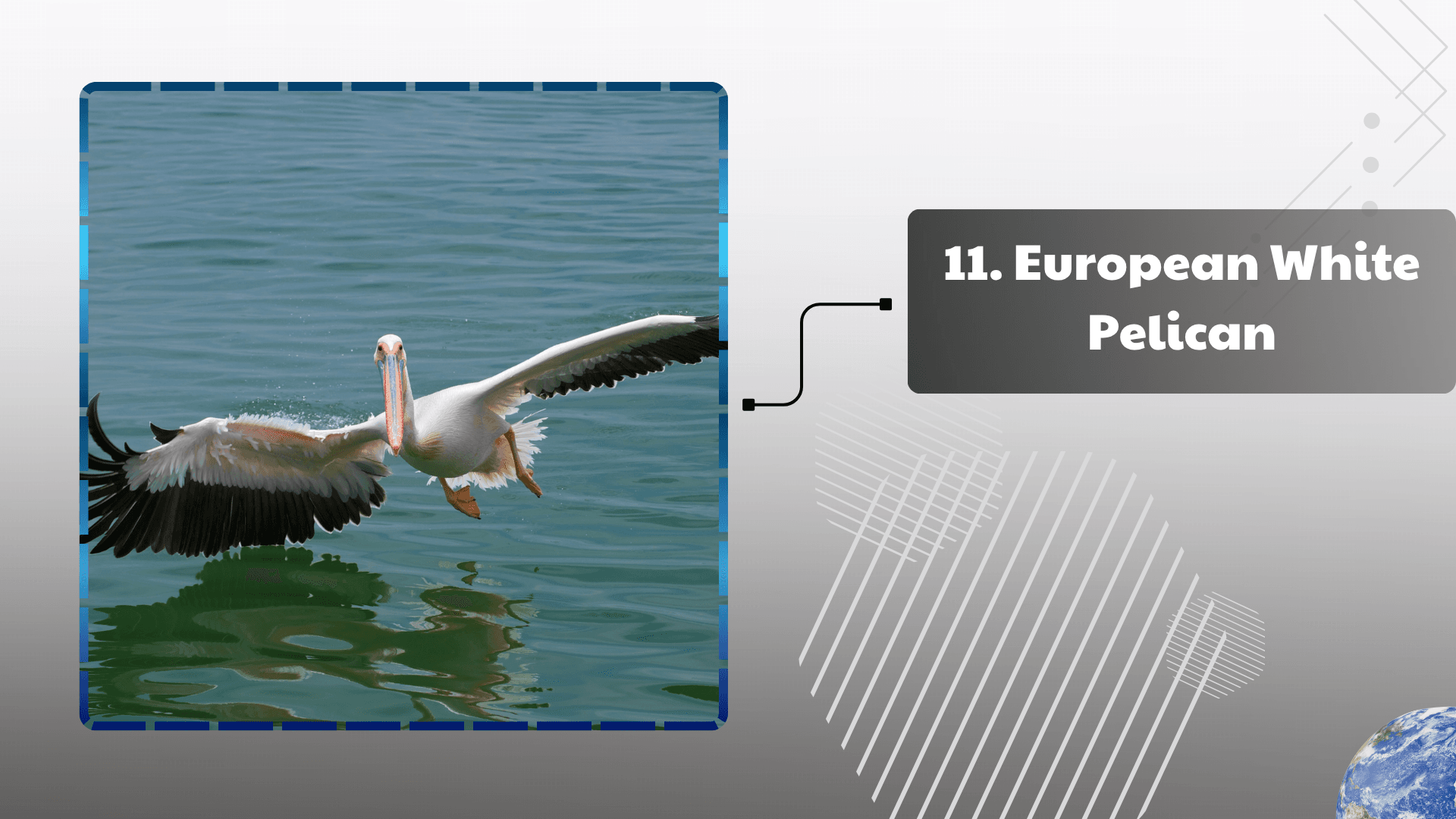 15 Types of Pelican (Pictures, Habitat & Identification Guide)