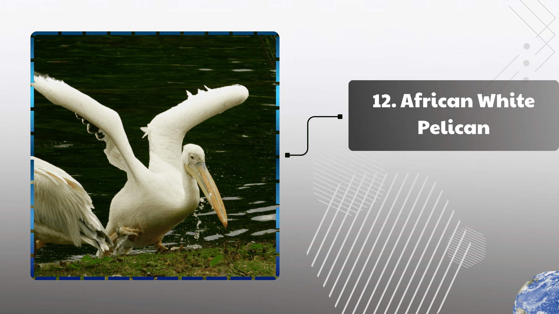 15 Types of Pelican (Pictures, Habitat & Identification Guide)