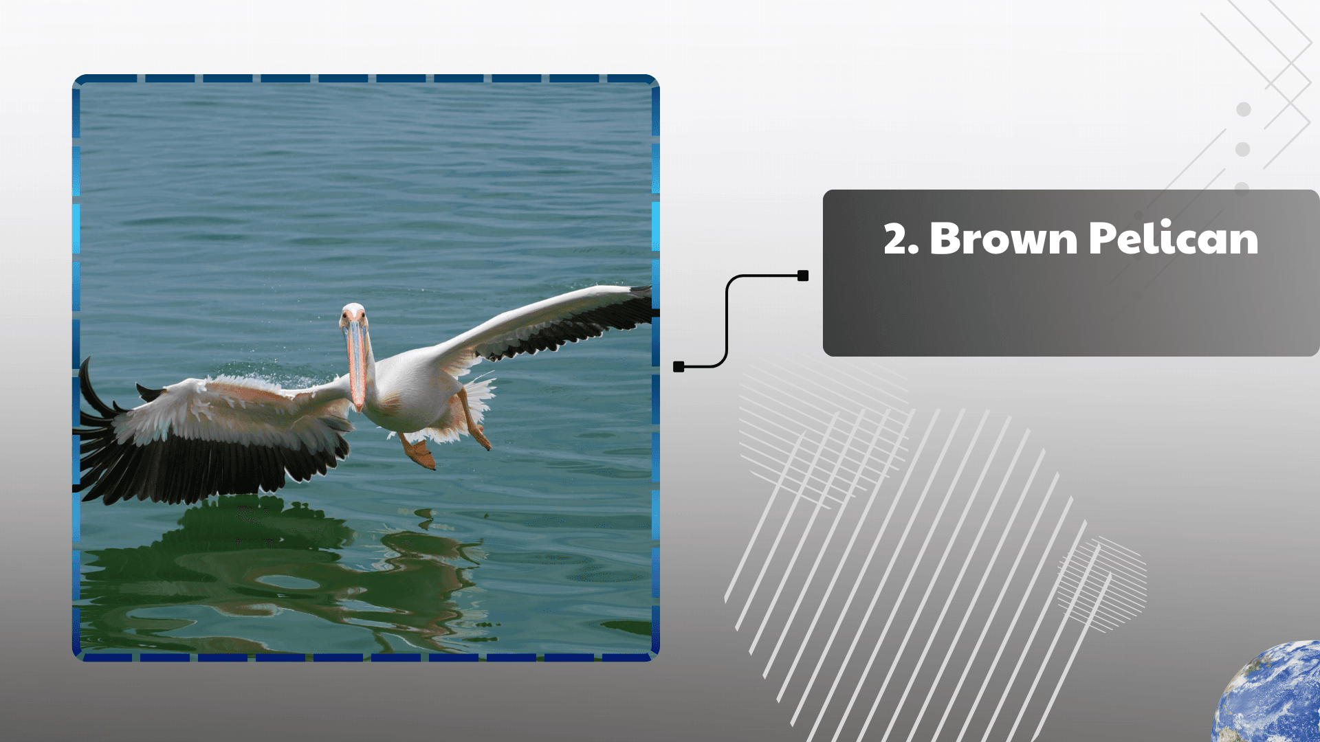 15 Types of Pelican (Pictures, Habitat & Identification Guide)