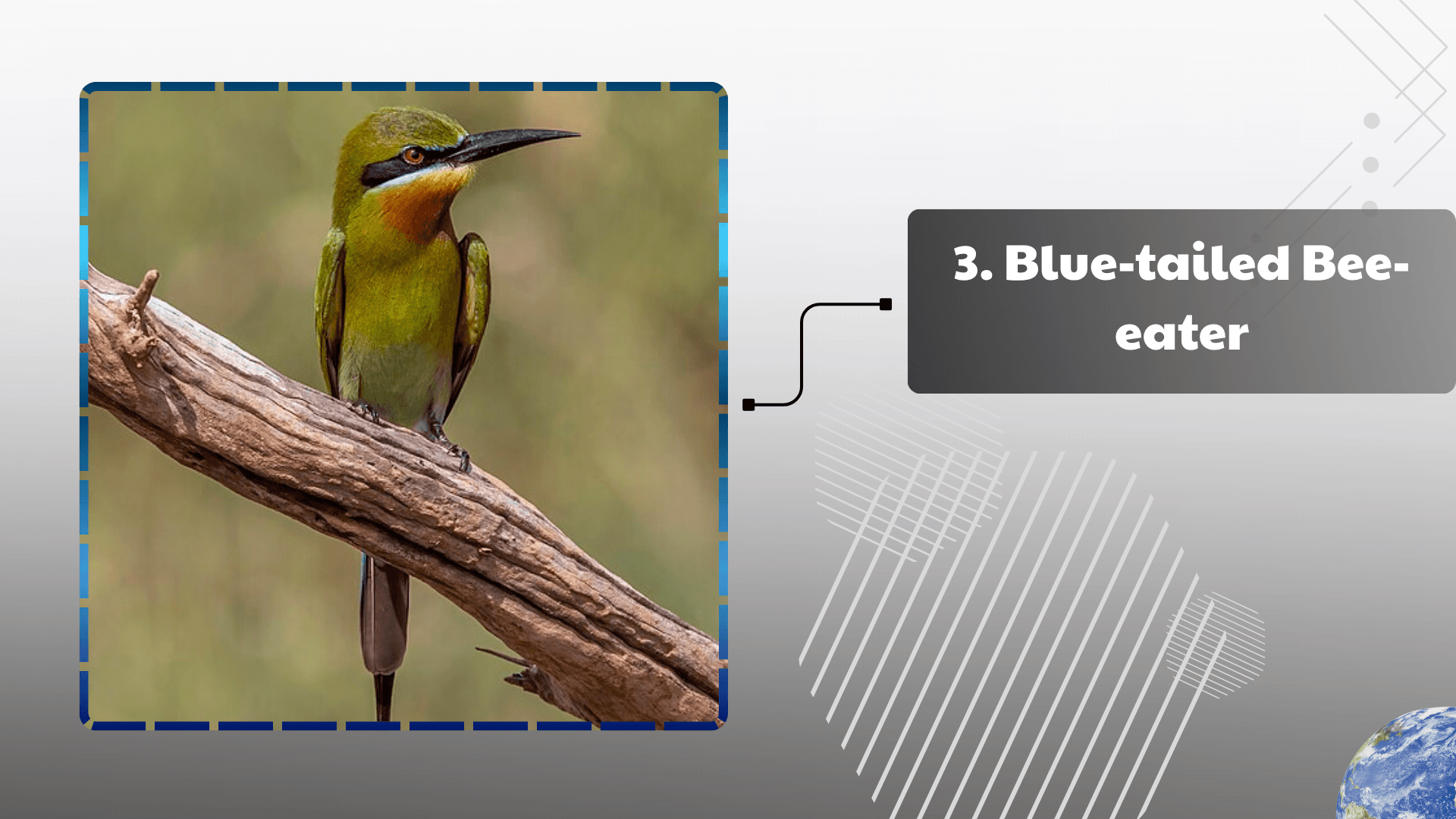 30 Types of Bee-eater (Species Guide, Habitat & Identification)