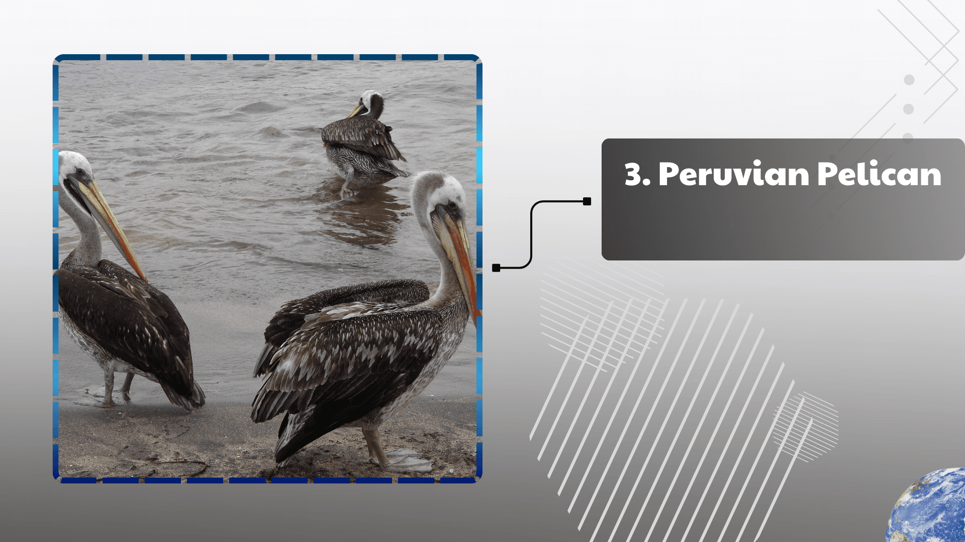 15 Types of Pelican (Pictures, Habitat & Identification Guide)