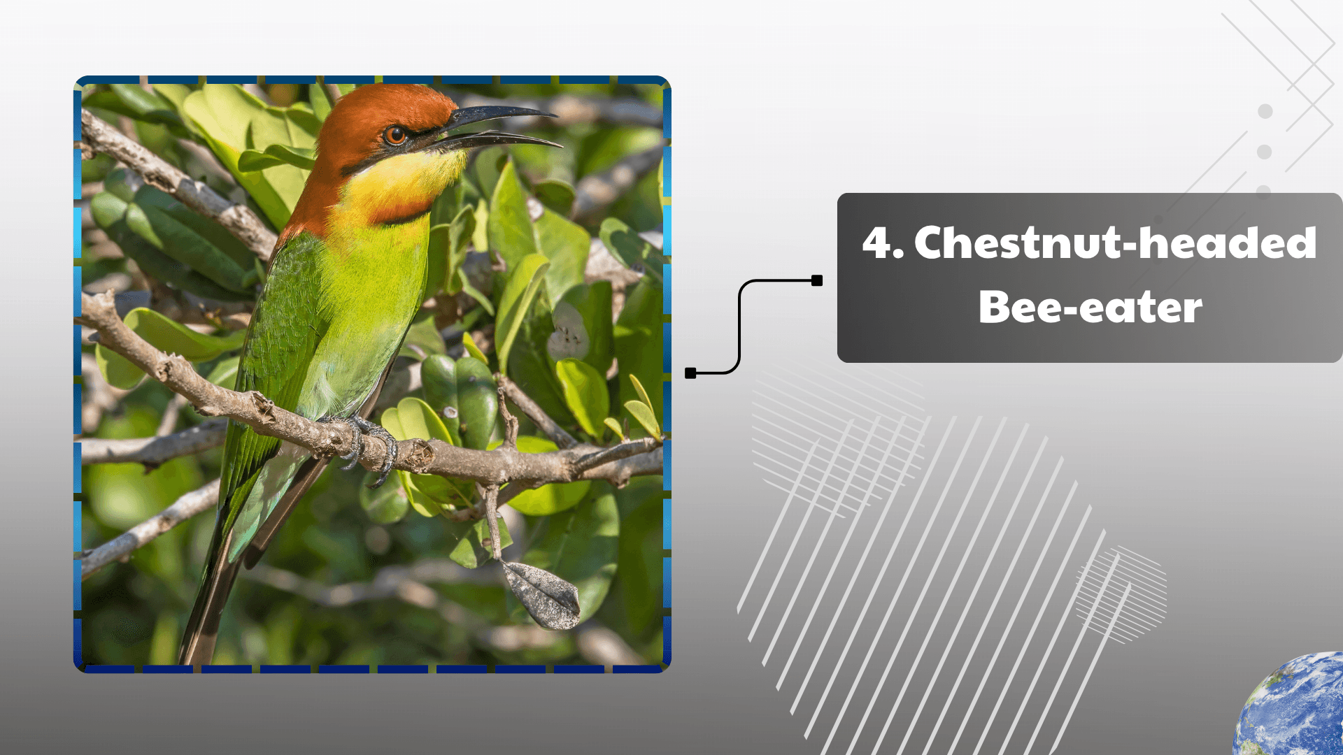 30 Types of Bee-eater (Species Guide, Habitat & Identification)