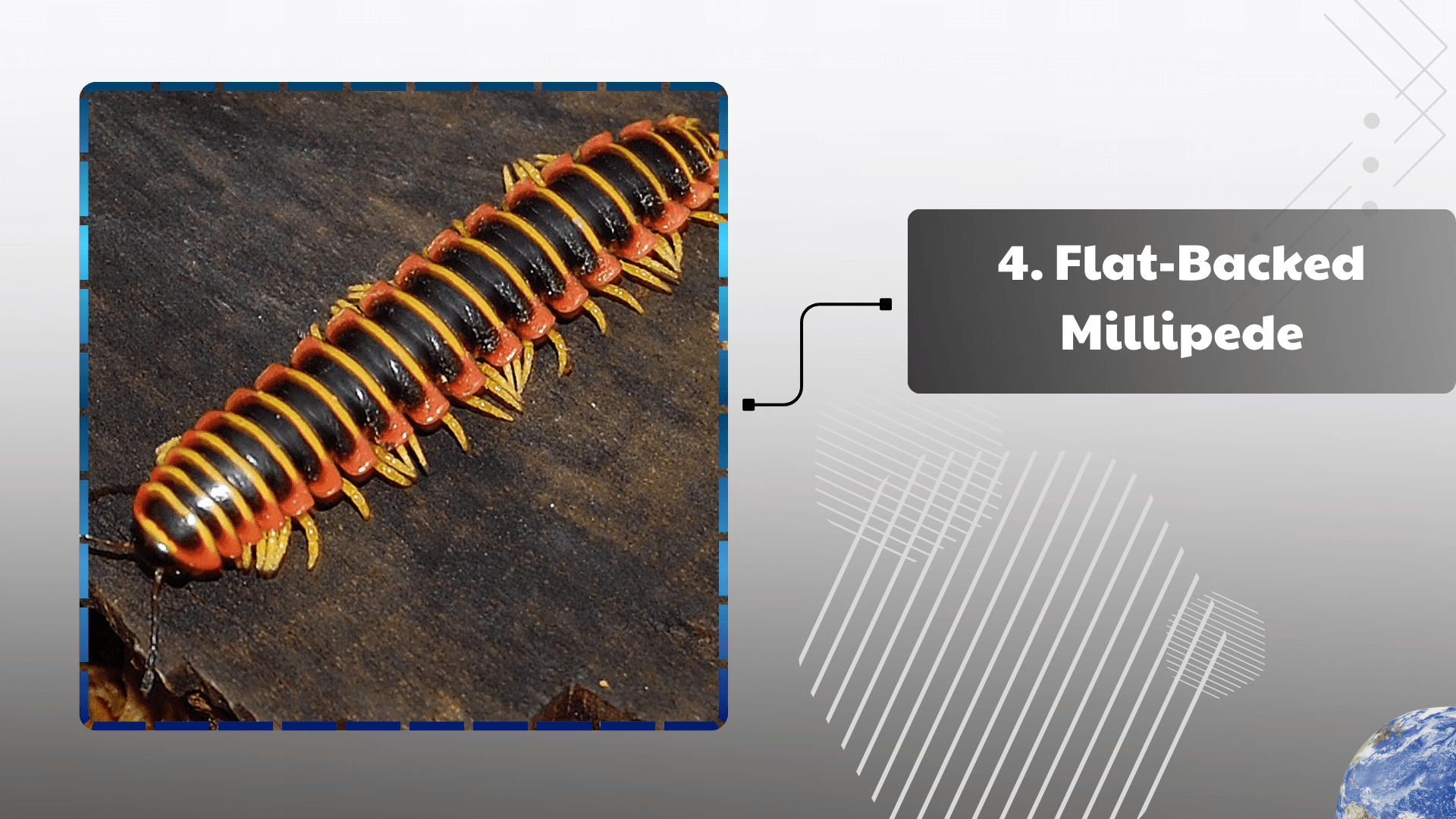 15 Types of Millipede (Complete Identification Guide with Facts ...