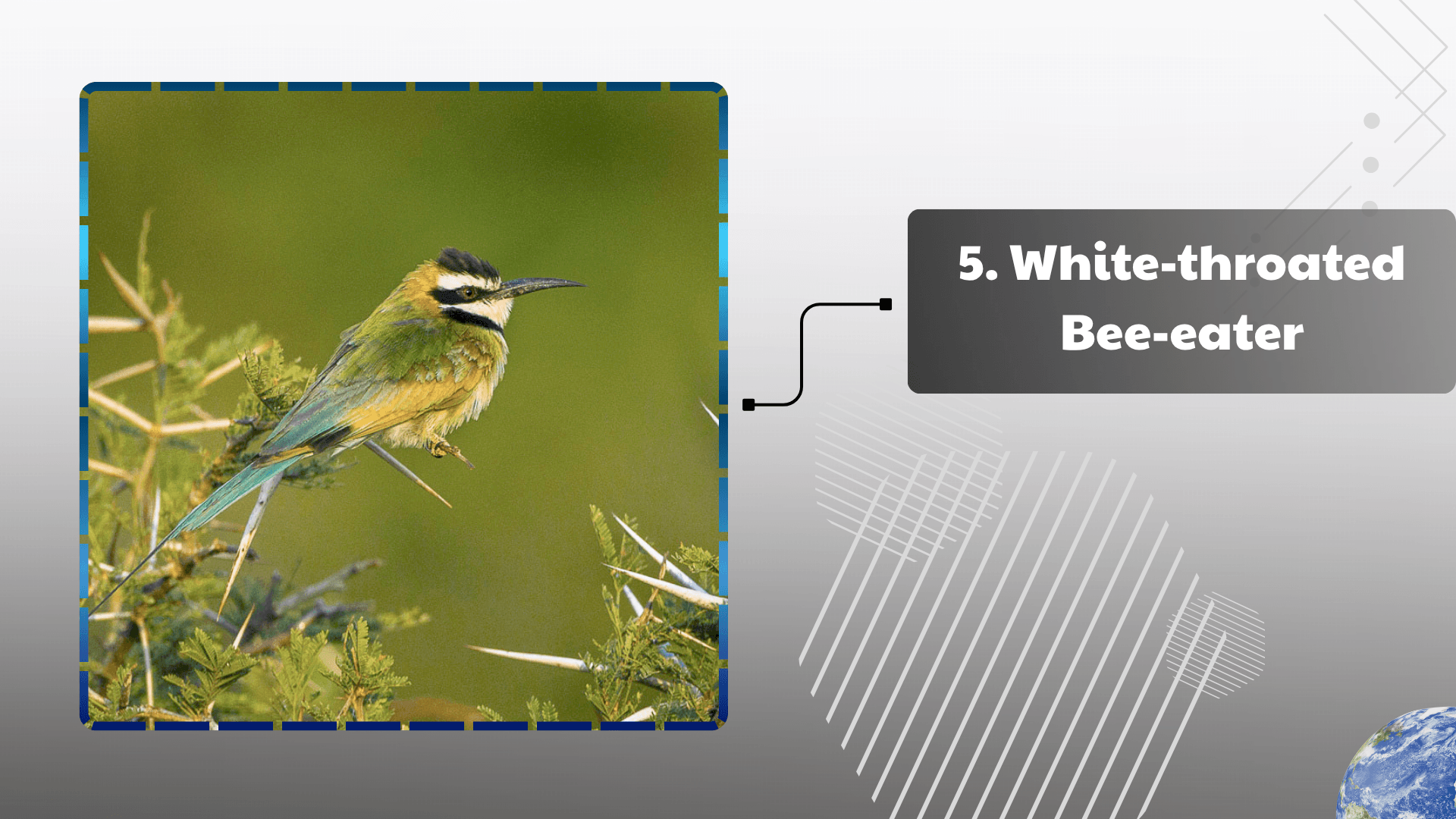 30 Types of Bee-eater (Species Guide, Habitat & Identification)