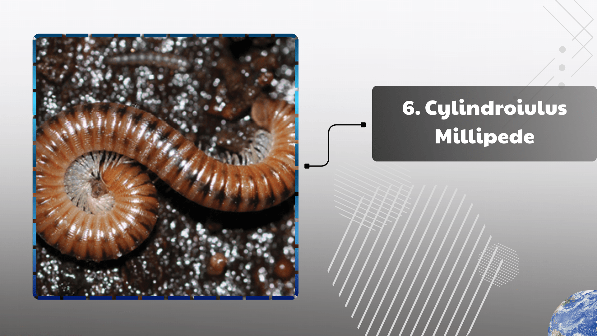 15 Types of Millipede (Complete Identification Guide with Facts ...