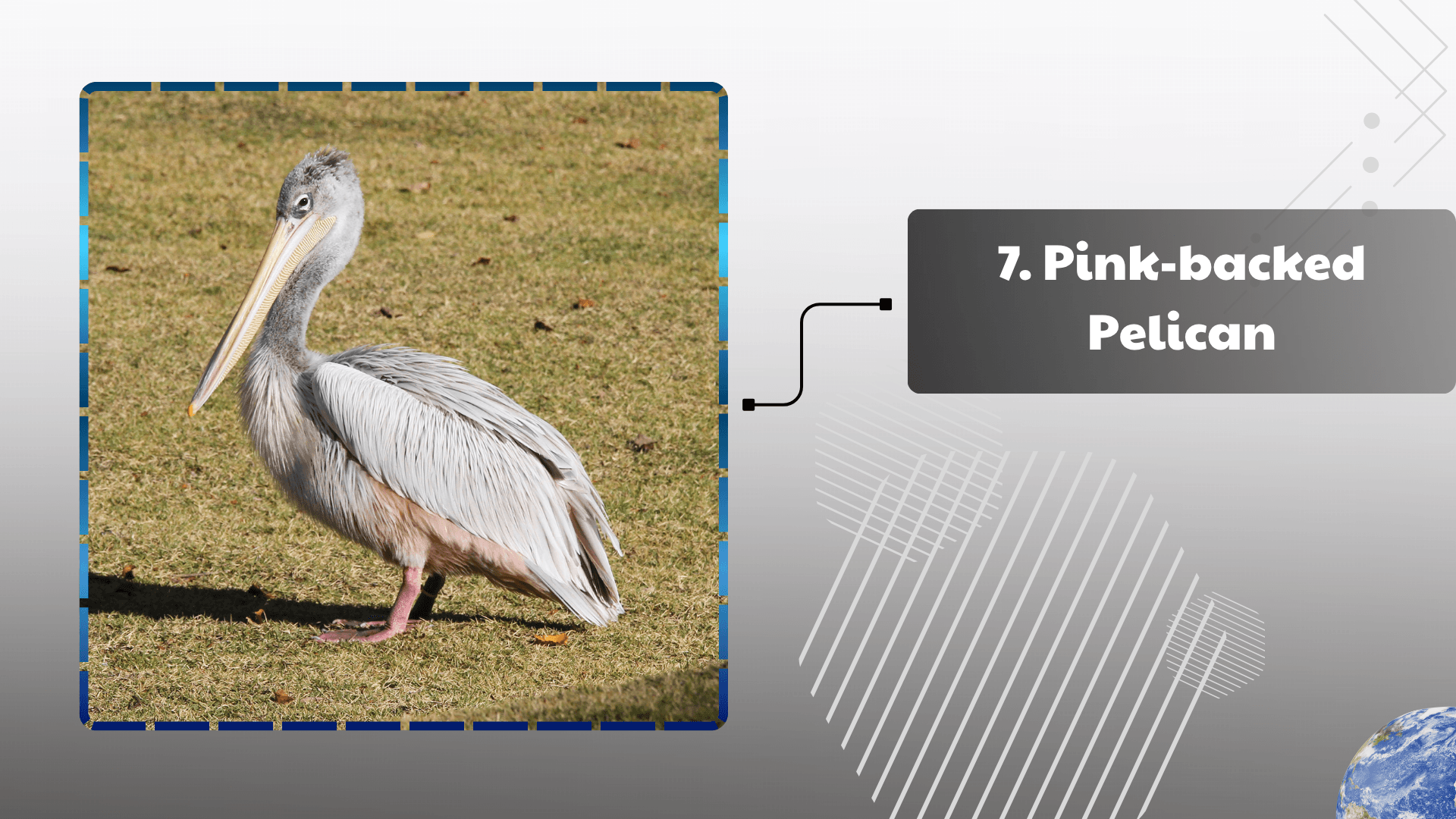 15 Types of Pelican (Pictures, Habitat & Identification Guide)
