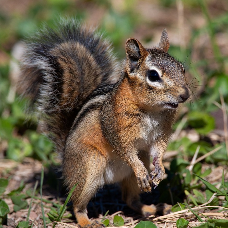 35 Types of Chipmunks (Pictures And Identification)