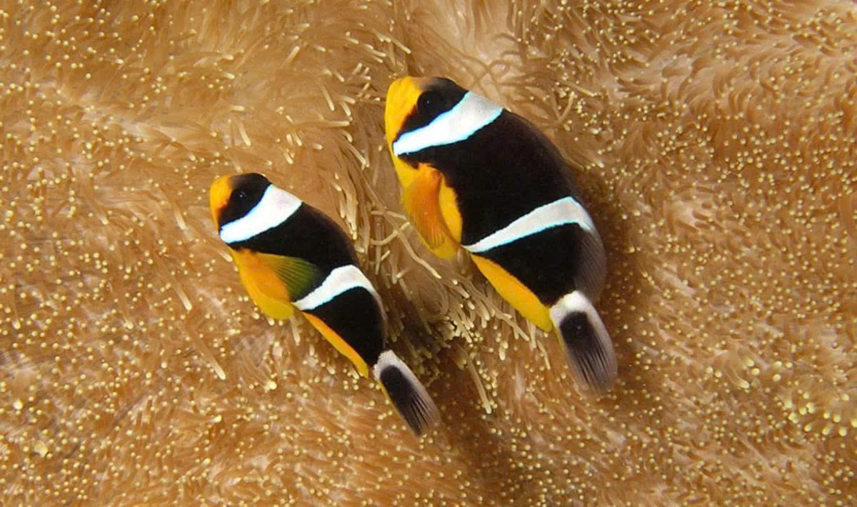 30 Types of Clownfish (Pictures And Identification)