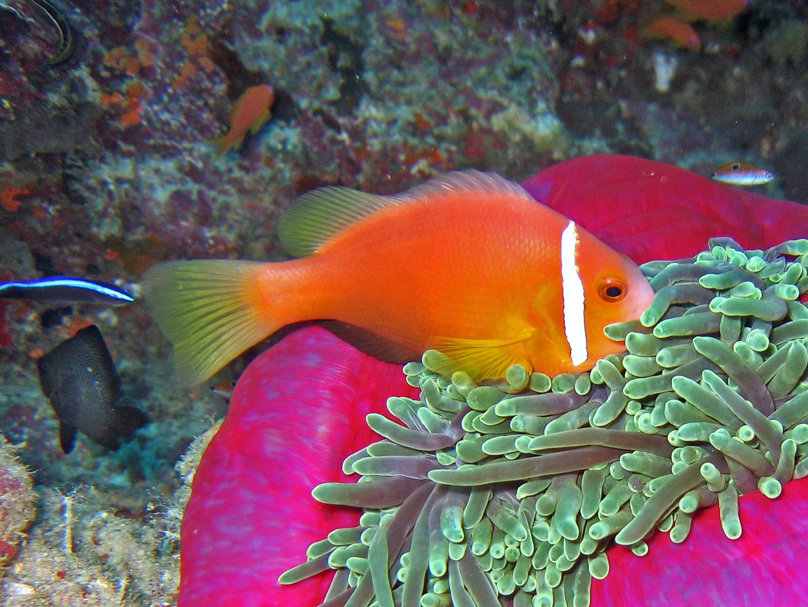 30 Types of Clownfish (Pictures And Identification)