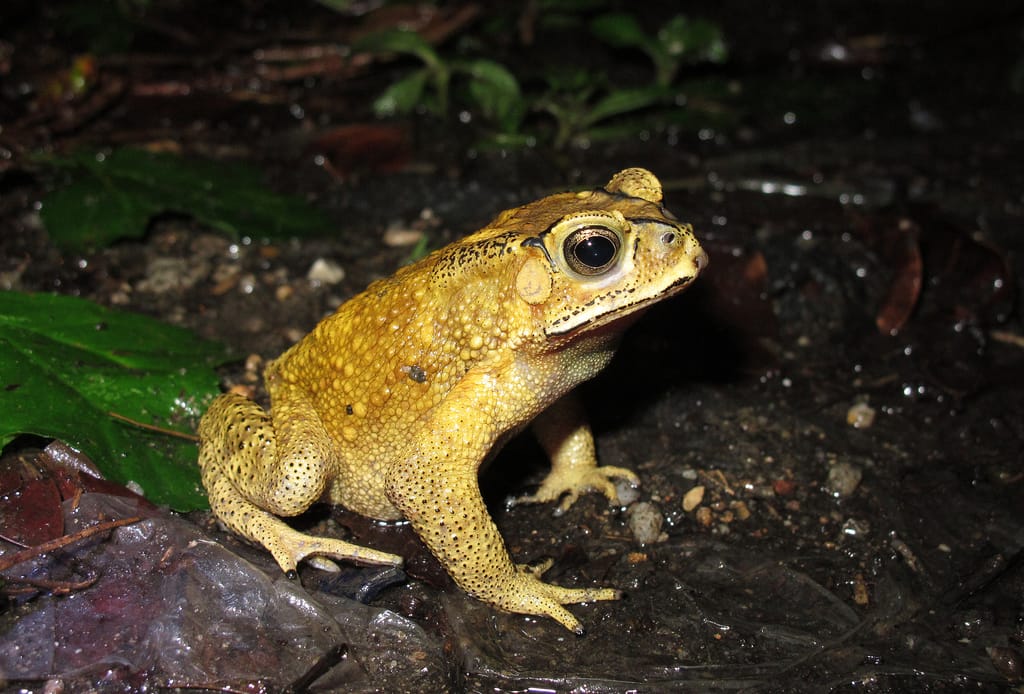 40 Types of Toads (Pictures And Identification)