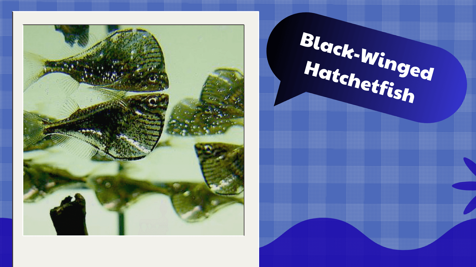 50 Types of Tetras (Pictures And Identification)