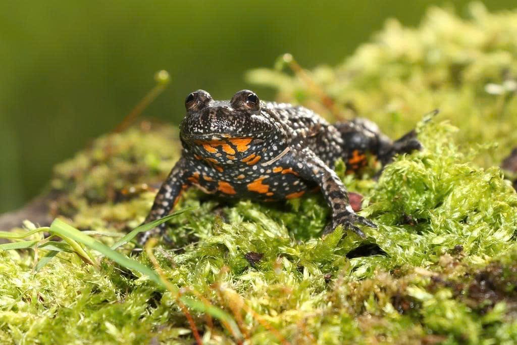40 Types of Toads (Pictures And Identification)