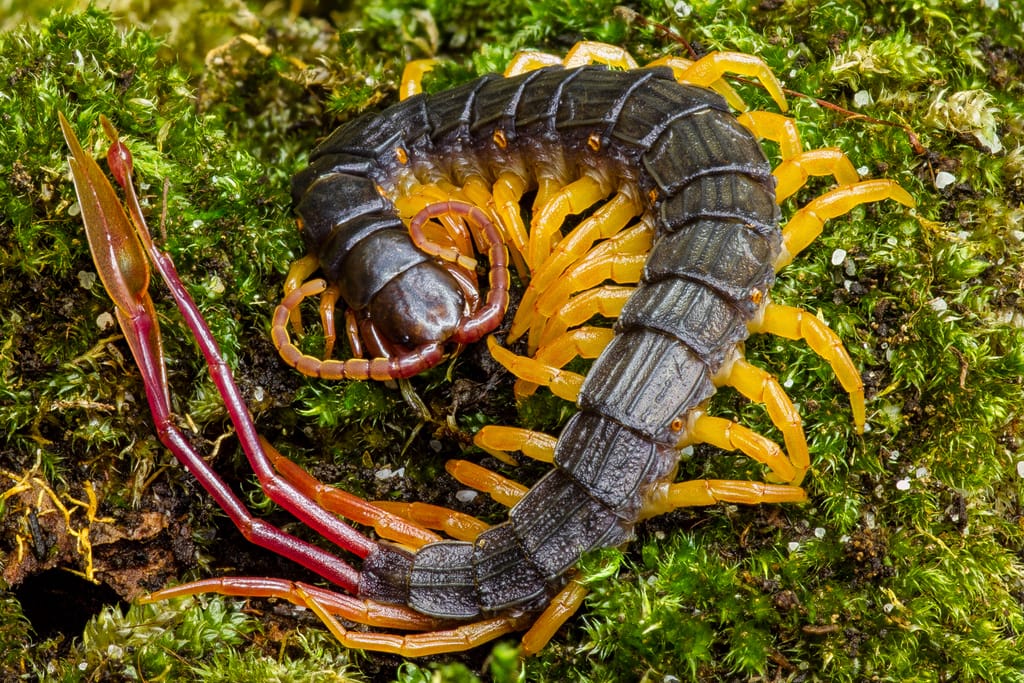35 Types of Centipede (Pictures And Identification)